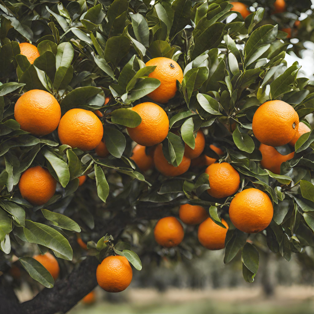 Alfresco's Signature Taste Grill Box : a Recipe | Orlando Outdoor Living